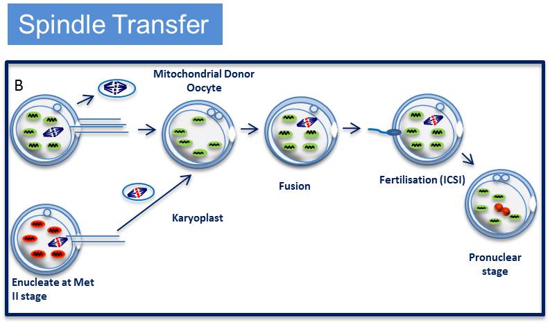 mitochondrial DNA | Science Media Centre